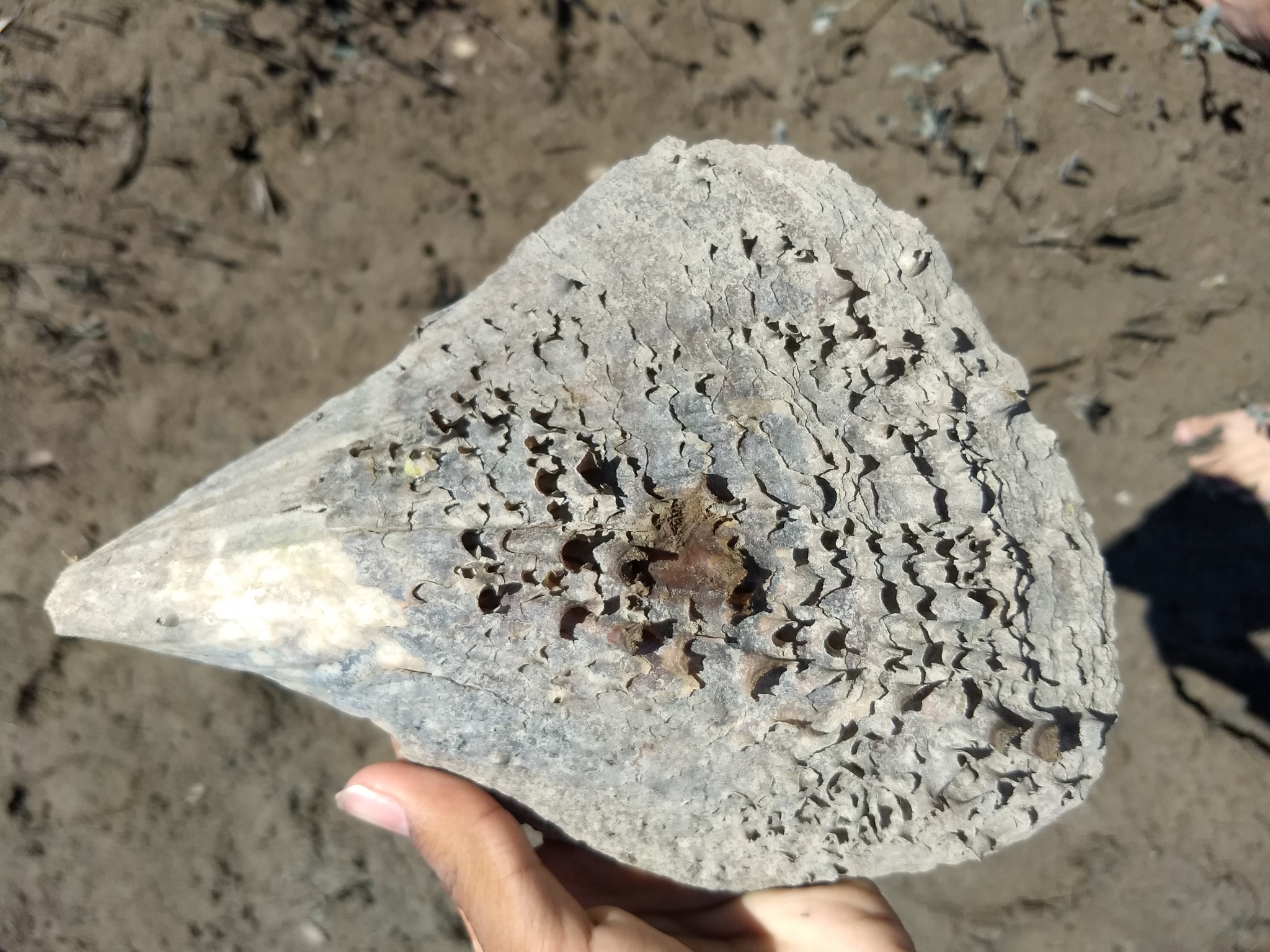 Atrina tuberculosa (G.B.Sowerby I, 1835)