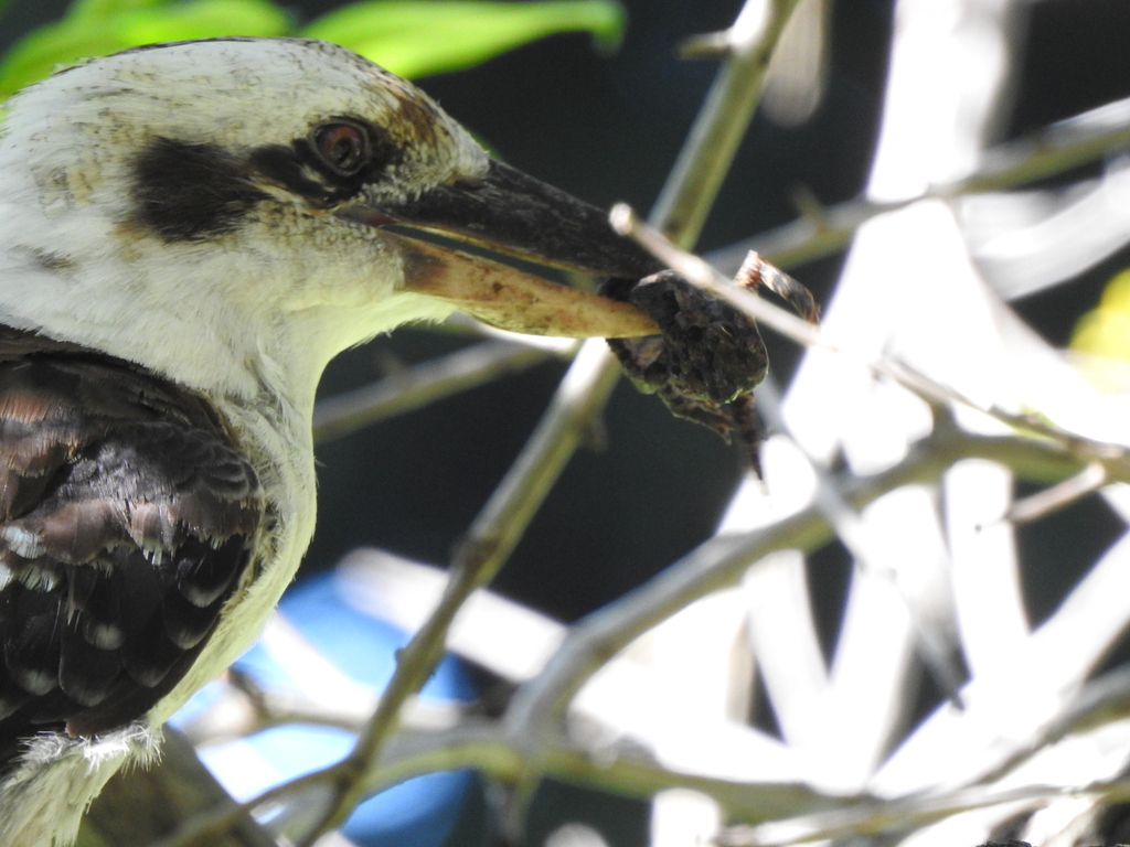 Cane Toad from Brisbane QLD, Australia on March 7, 2024 at 03:25 PM by ...
