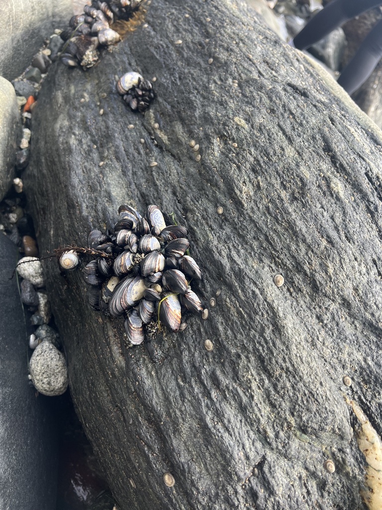 California Mussel from North Pacific Ocean, CA, US on March 23, 2024 at ...