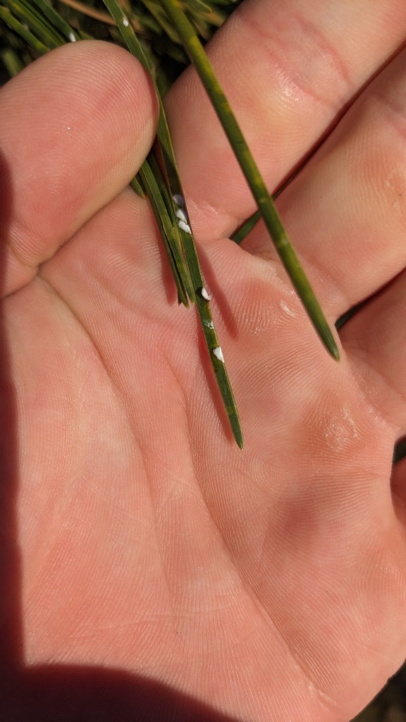 pine needle scale from Veterans Affairs, Milwaukee, WI, USA on March 5 ...