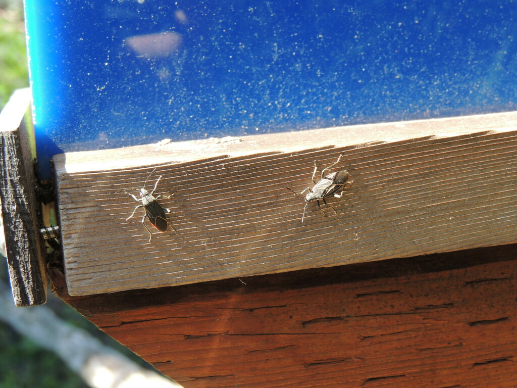 Western Boxelder Bug from Jackson Bottom Wetlands, Hillsboro, OR, USA ...