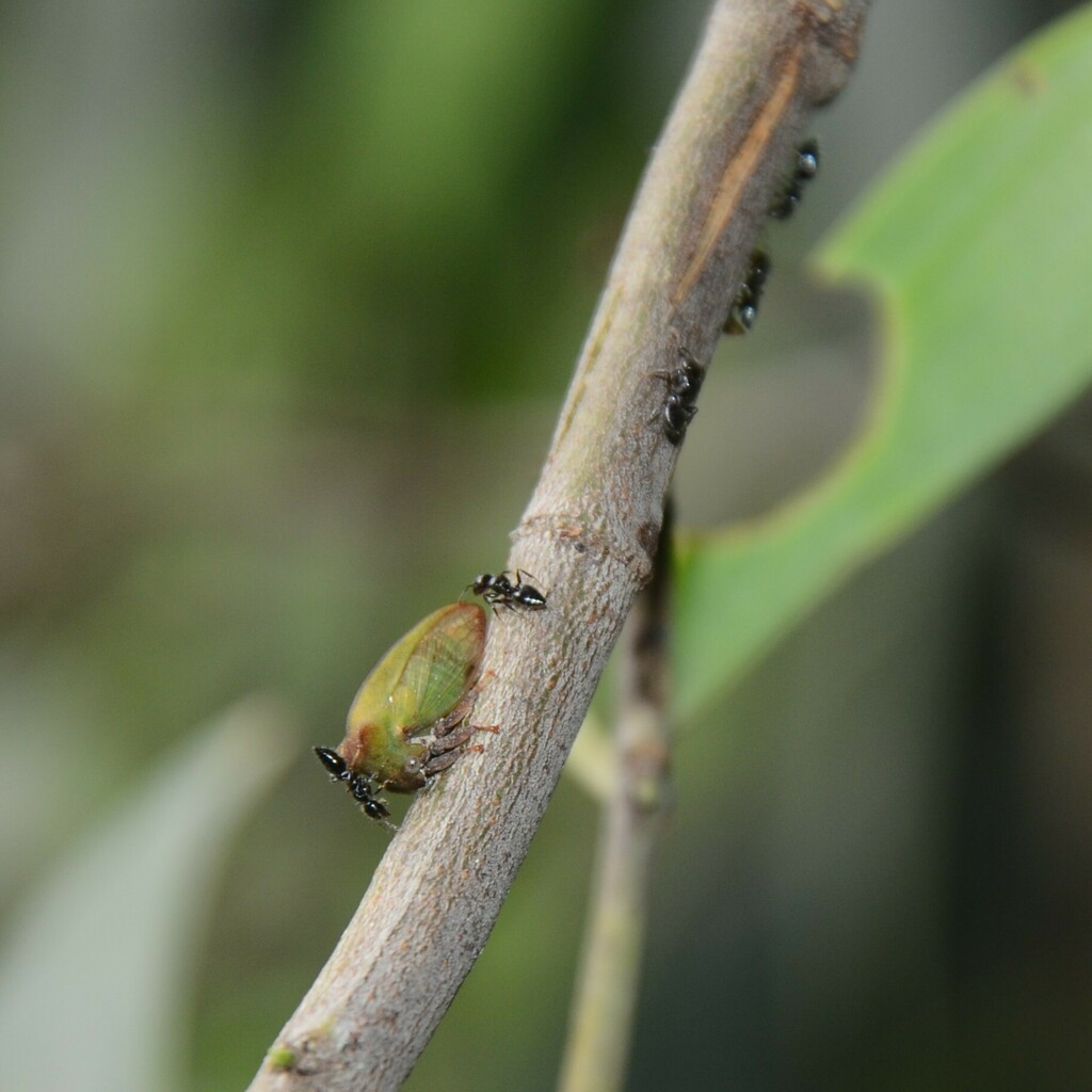 Green Treehopper in March 2024 by Matilda · iNaturalist