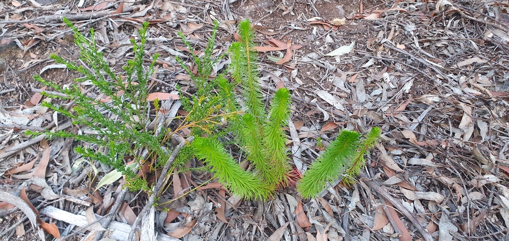 larchleaf triggerplant from Mittagong NSW 2575, Australia on March 29 ...