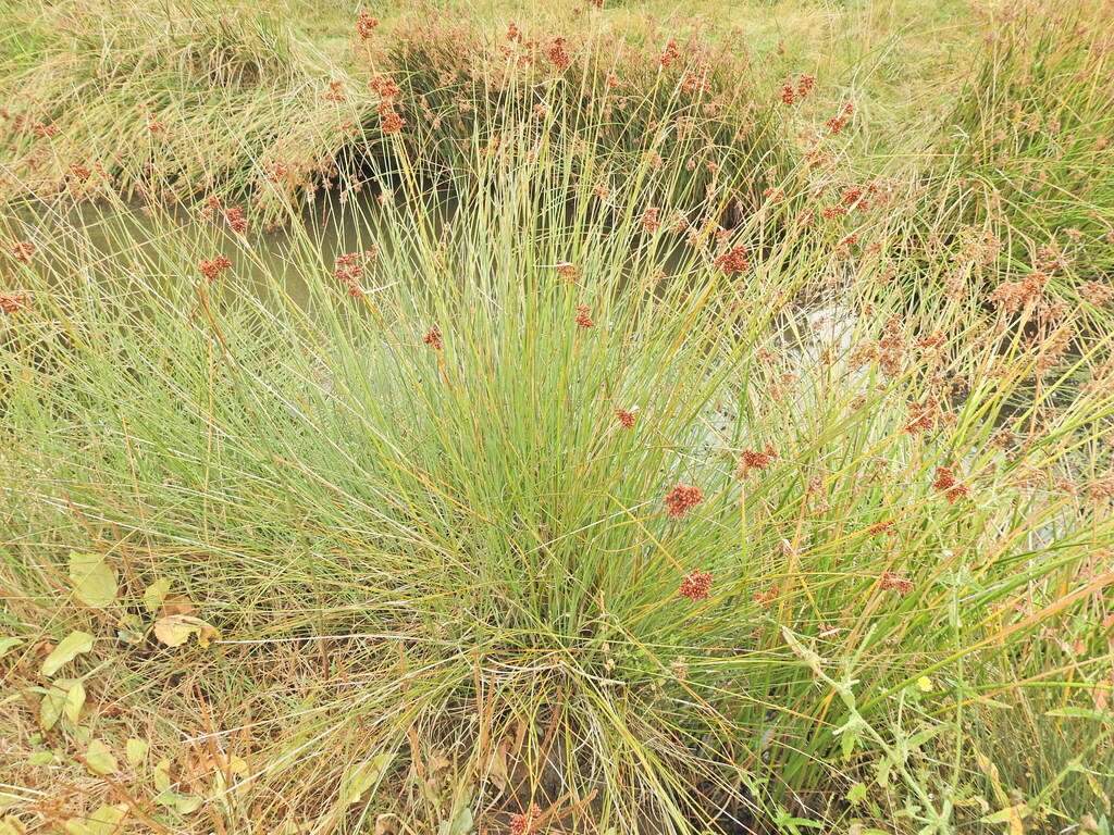 spiny rush from Yulecart VIC 3301, Australia on April 1, 2024 at 01:43 ...