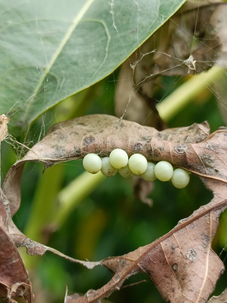 Lychee Stink Bug from 台灣台北市大安區 on April 1, 2024 at 11:01 AM by Hua Wan ...