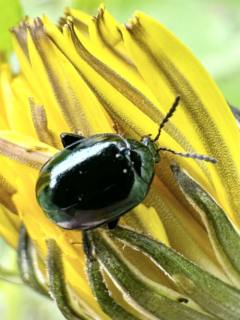Nonarthra cyanea in March 2023 by かわう · iNaturalist