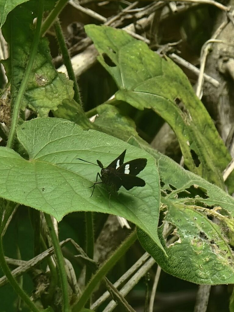 common banded demon from Venus Drive, Windsor Nature Park, Singapore on ...