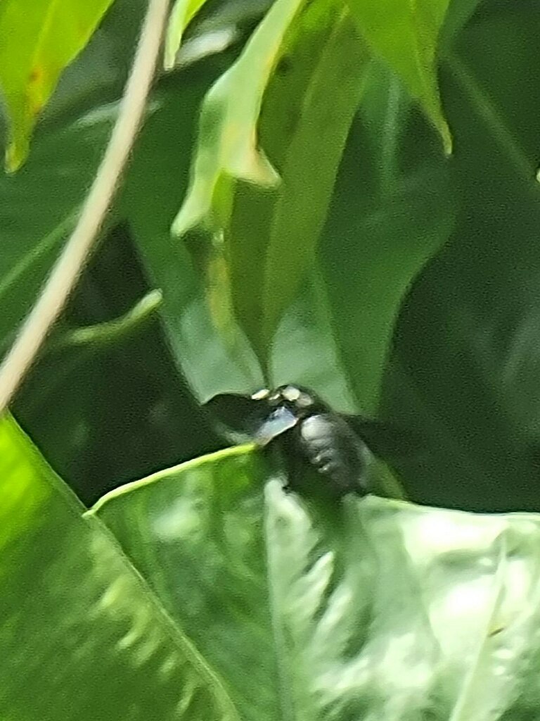 Broad-handed Carpenter Bee from Venus Drive, Windsor Nature Park ...