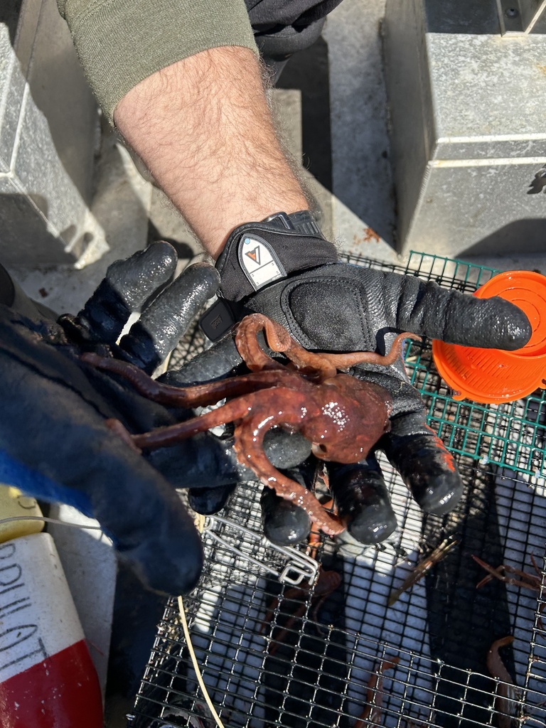 Typical Octopuses, Giant Octopuses, and Allies from Saanich Inlet ...