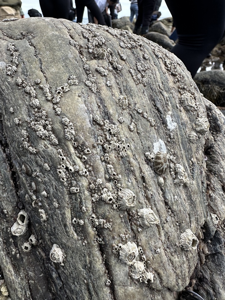Pacific Acorn Barnacle from North Pacific Ocean, CA, US on March 23 ...