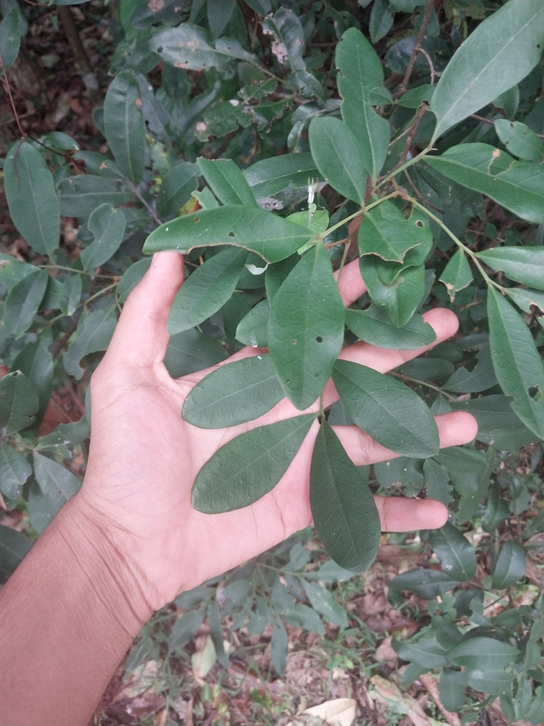 Guioa from Ravensbourne QLD 4352, Australia on April 1, 2024 at 11:09 ...