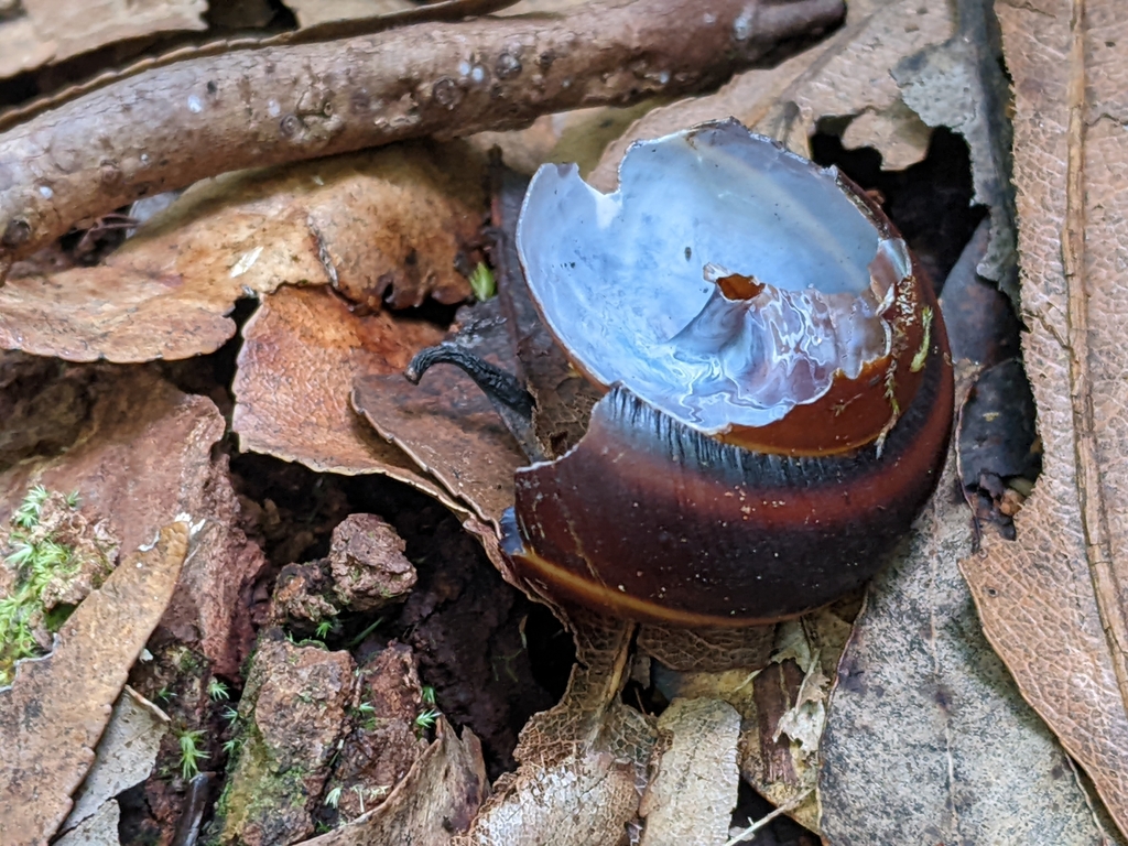 Dorrigo Rainforest Snail from Gibraltar Range NSW 2370, Australia on ...