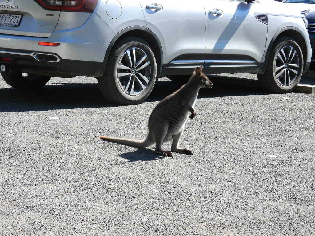 Bennett's Wallaby from Adventure Bay TAS 7150, Australia on March 18 ...
