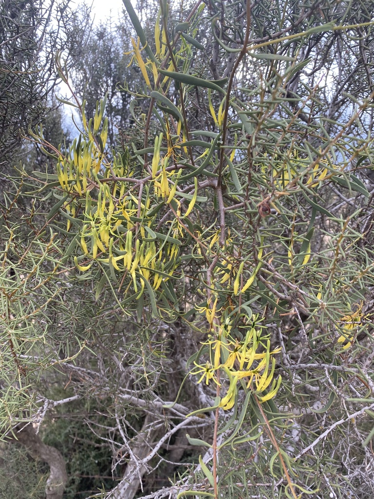 showy mistletoes from Lehman Rd, Wallaroo, SA, AU on April 1, 2024 at ...