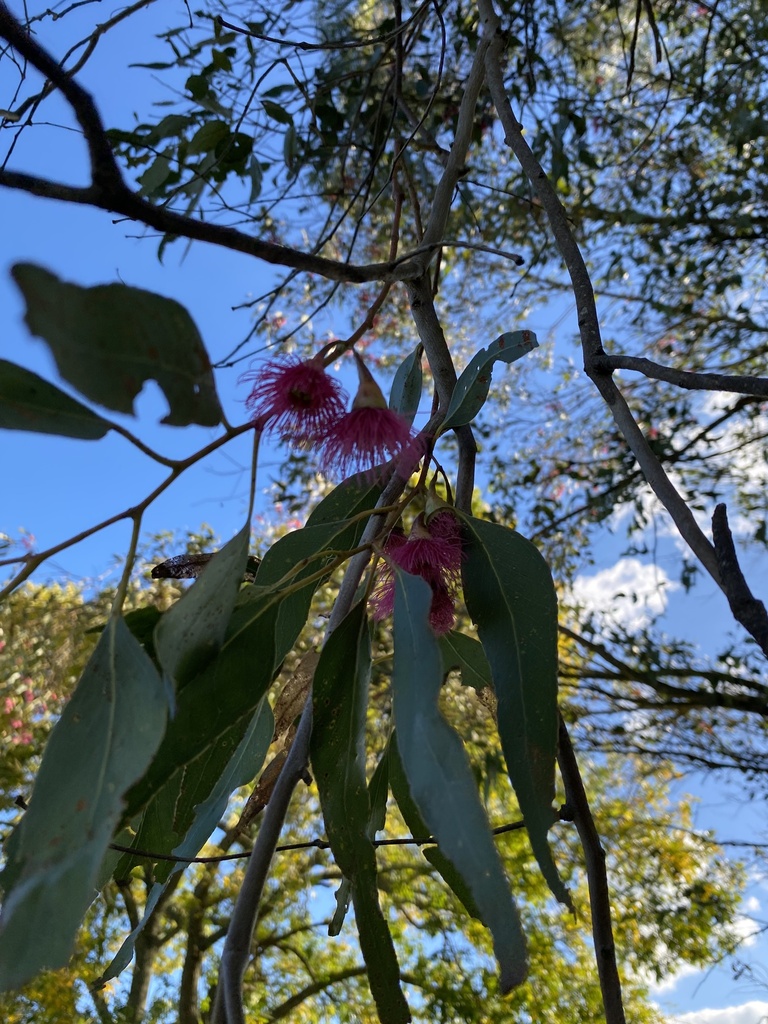 Yellow gum from North Island / Te Ika-a-Māui, Morrinsville, Waikato, NZ ...