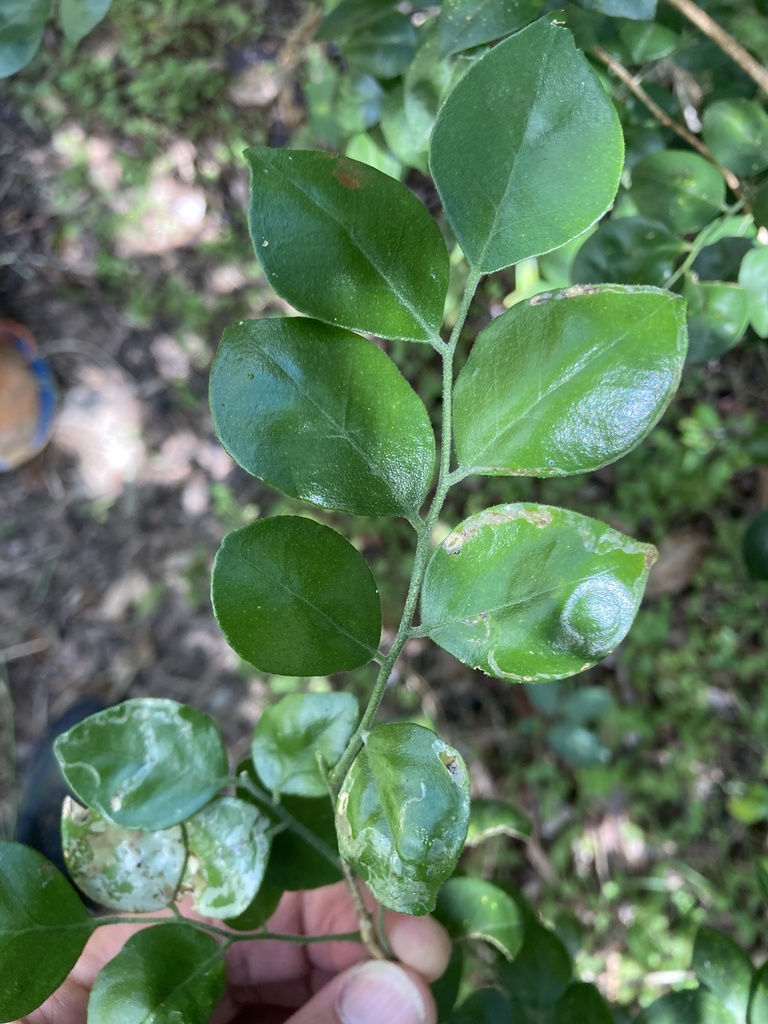 Murraya lucida from Bouldercombe, QLD, AU on March 31, 2024 at 01:33 PM ...