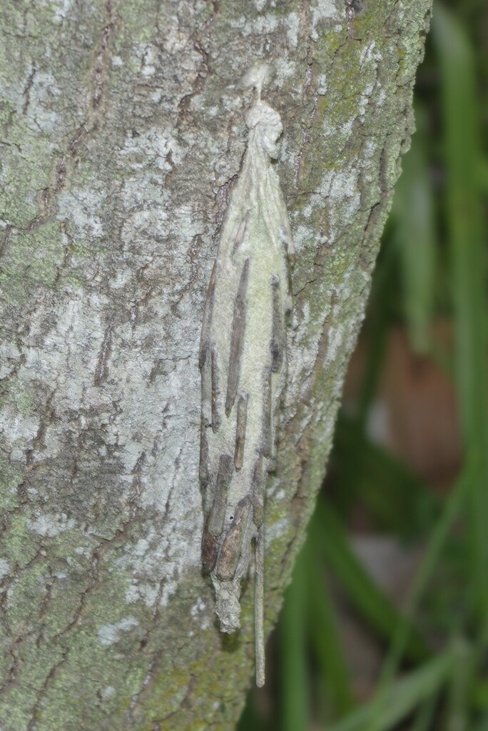 Saunder's Case Moth from Maryborough QLD 4650, Australia on April 1 ...