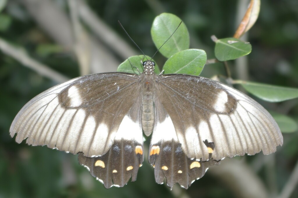 Australian Orchard Swallowtail from Maryborough QLD 4650, Australia on ...