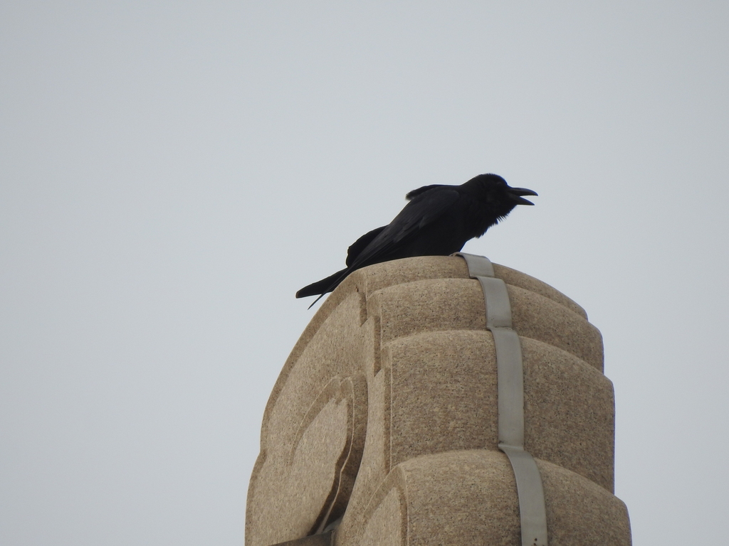 Large-billed Crow from China, 北京市东城区前门 on March 21, 2024 at 12:14 PM by ...