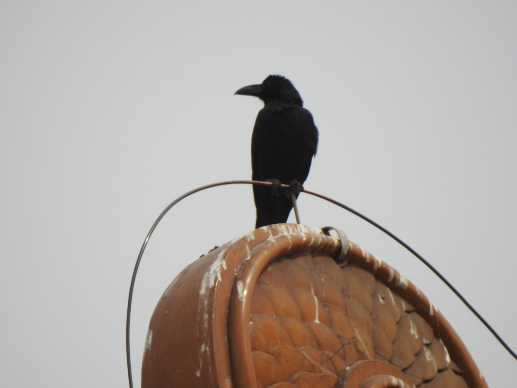 Large-billed Crow from Xicheng District, Beijing, China on March 21 ...