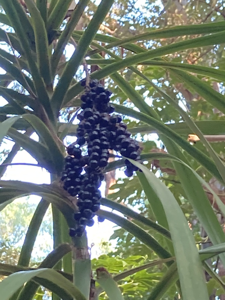 Slender Palm Lily from Sydney NSW, Australia on April 1, 2024 at 04:50 PM by kookaboro · iNaturalist