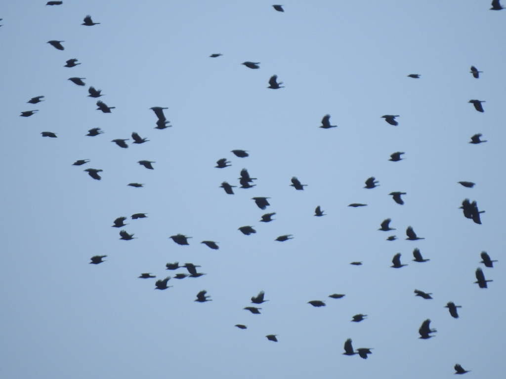 Crows and Ravens from Changping District, Beijing, China on March 22 ...