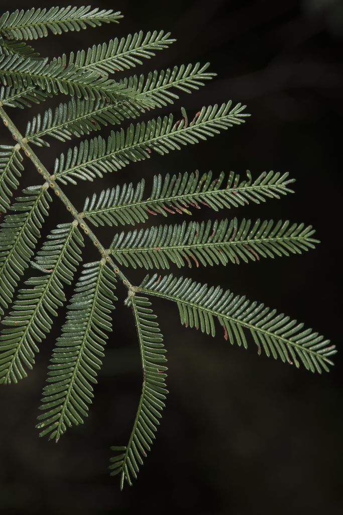Fern-leaved Wattle from Metz NSW 2350, Australia on February 18, 2024 ...