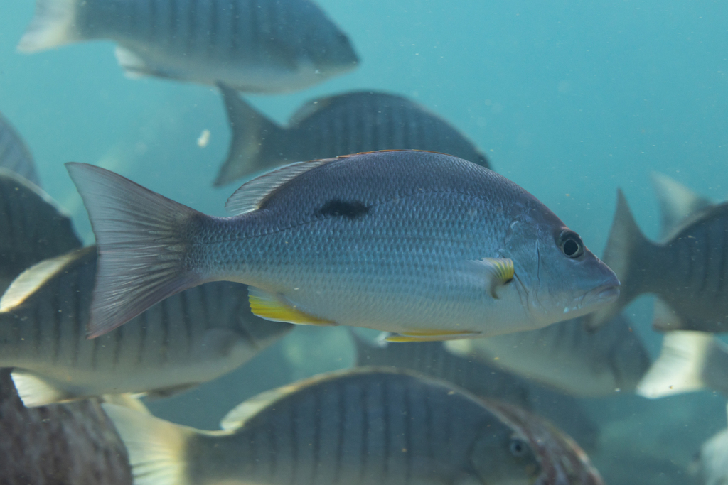 Moses' Snapper from Manly NSW 2095, Australia on April 1, 2024 at 08:22 ...