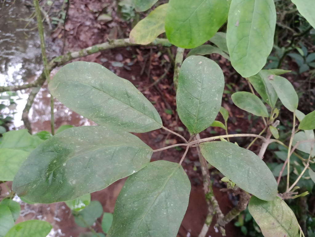 Tabebuia insignis from Pte. Vermelha, São Gabriel do Oeste - MS, 79490 ...