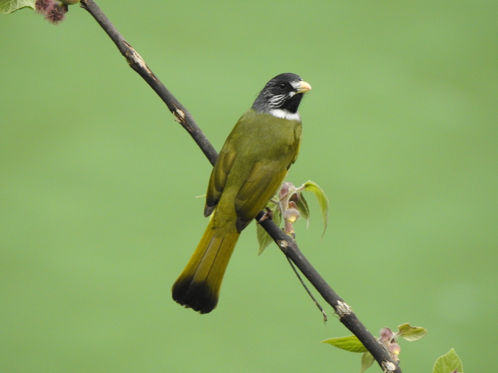 Collared Finchbill from Fengdu County, Chongqing, China on March 26 ...