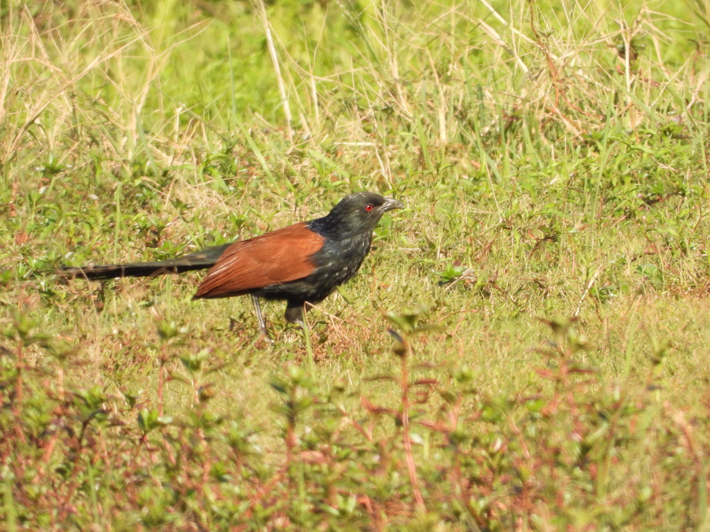 Greater Coucal from 中国广西壮族自治区贵港市桂平市 on February 11, 2024 at 04:35 PM by ...