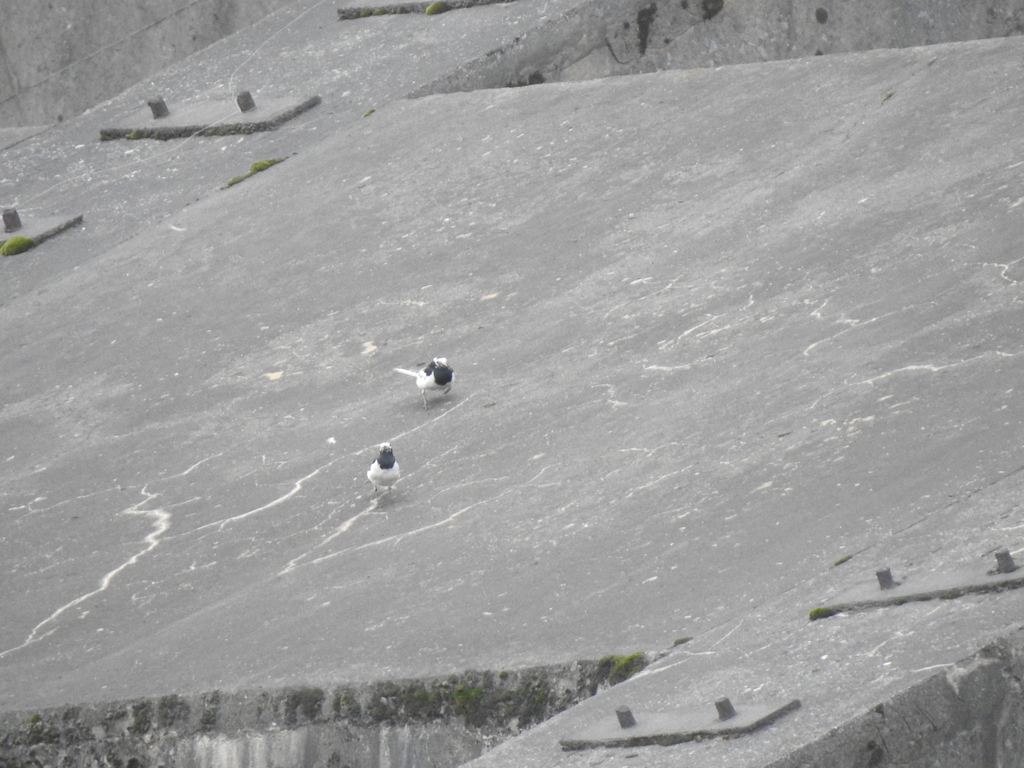 Wagtails from Fengdu County, Chongqing, China on March 27, 2024 at 09: ...