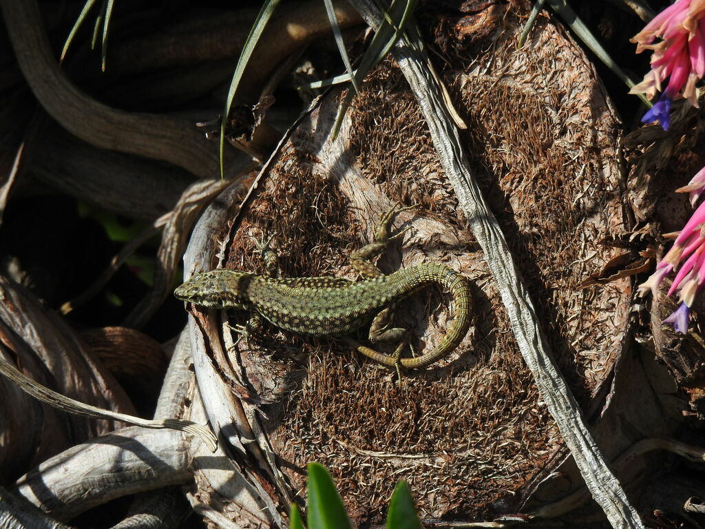 Green Iberian Wall Lizard from Mira, Coimbra, Portugal on March 31 ...