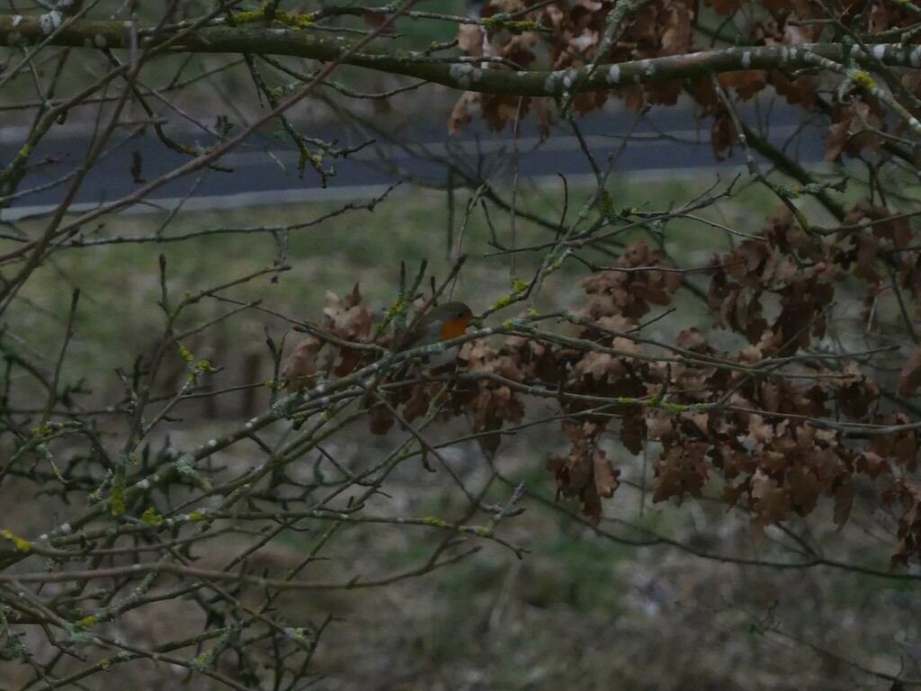 European Robin from 35305 Grünberg-Lardenbach, Germany on January 13 ...