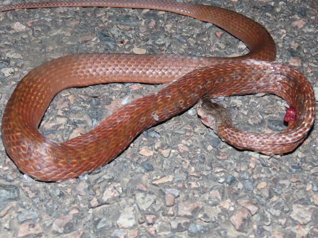Common keelback from Black River QLD 4818, Australia on March 15, 2024 ...