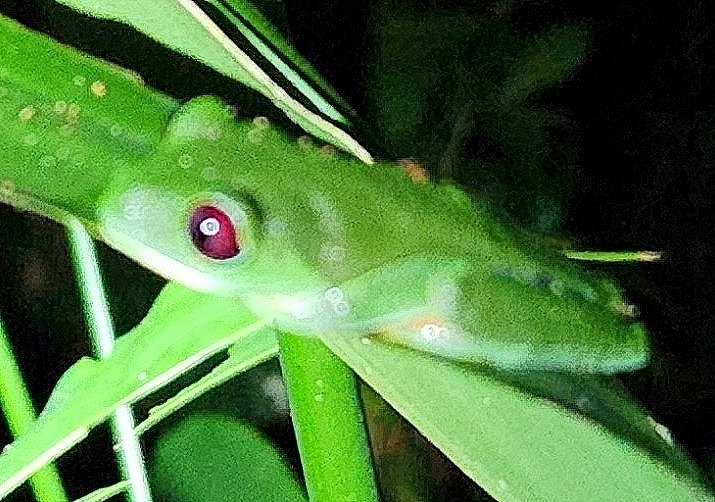 Red-eyed Tree Frog from Macca Bite, Bastimento, Provincia de Bocas del ...
