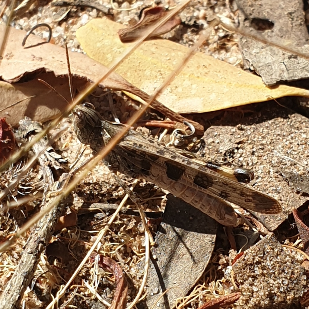 Australian Plague Locust from Yanac VIC 3418, Australia on March 29 ...
