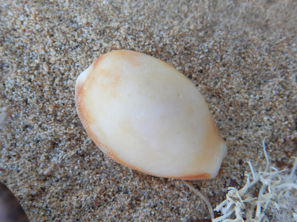 Calf Cowry from Ba, Fiji on August 20, 2023 at 10:10 AM by Enot ...