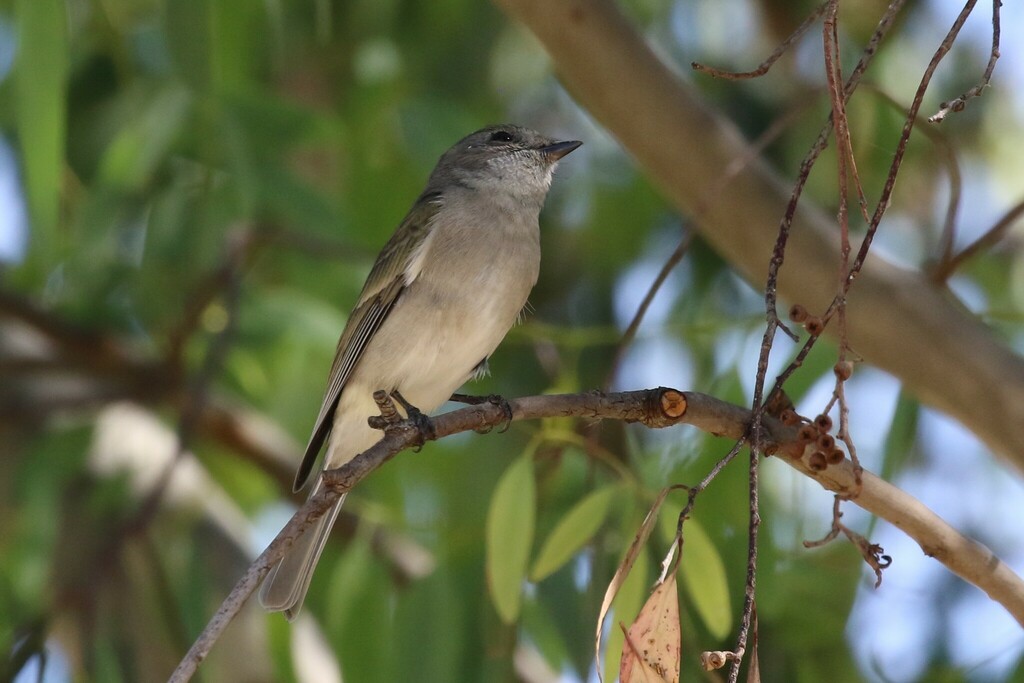 Golden Whistler from Geoscience Australia, Symonston, ACT, Australia on ...
