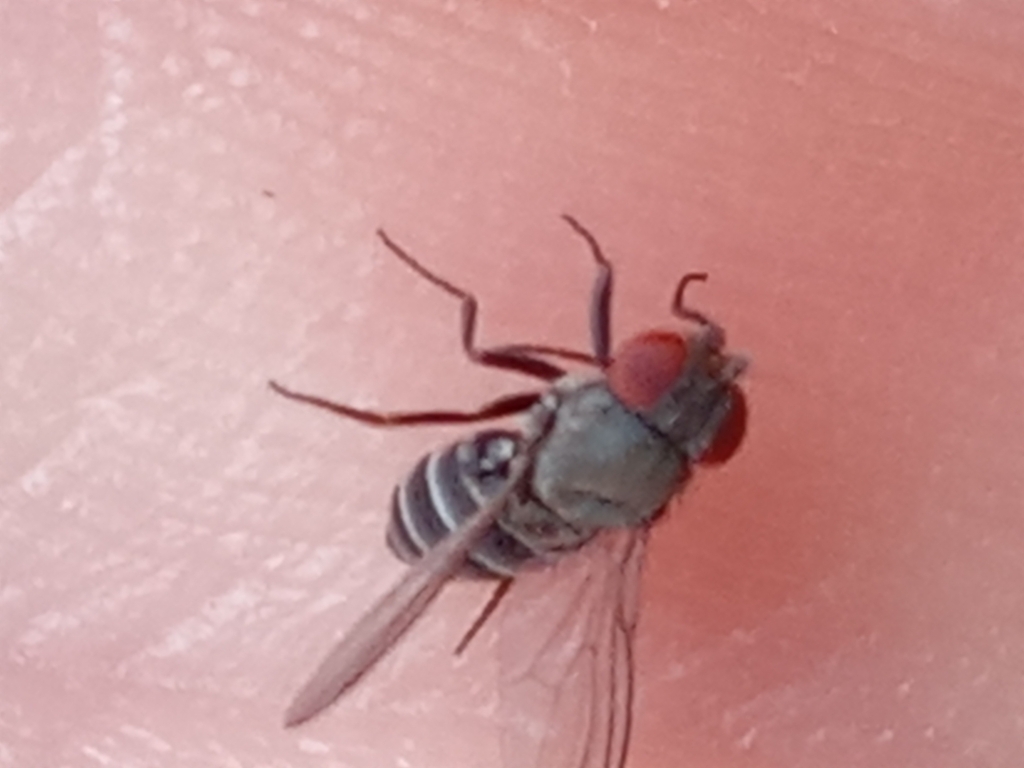 Houdini Fly from 1150 Wien, Österreich on April 1, 2024 at 11:01 AM by ...