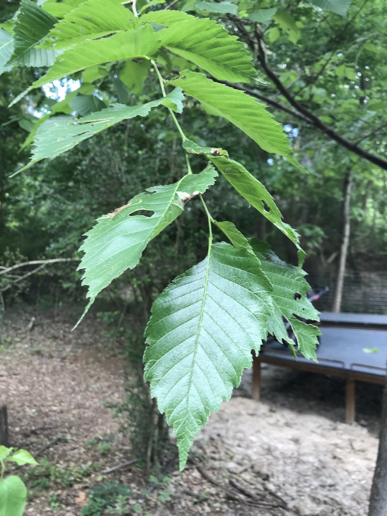American elm from Houston Arboretum & Nature Center, Houston, TX, US on ...