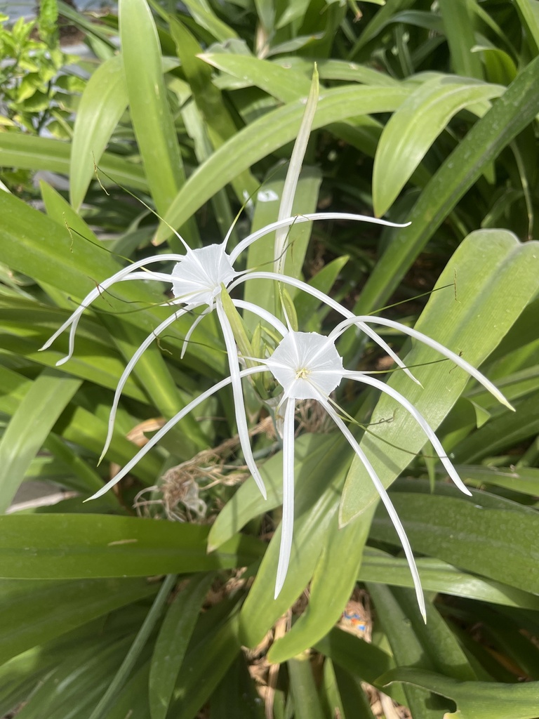 Beach Spider Lily from SV Desai Marg, Ahmedabad, GJ, IN on April 1 ...
