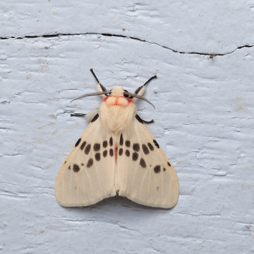 Lemyra ypsilon from Jalan Girdle, Bukit Fraser, 49000 Bukit Fraser ...