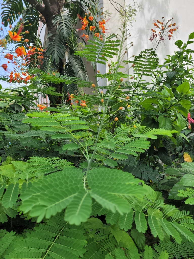 peacock flower from Ahmedabad University, GICT Building Central Campus ...
