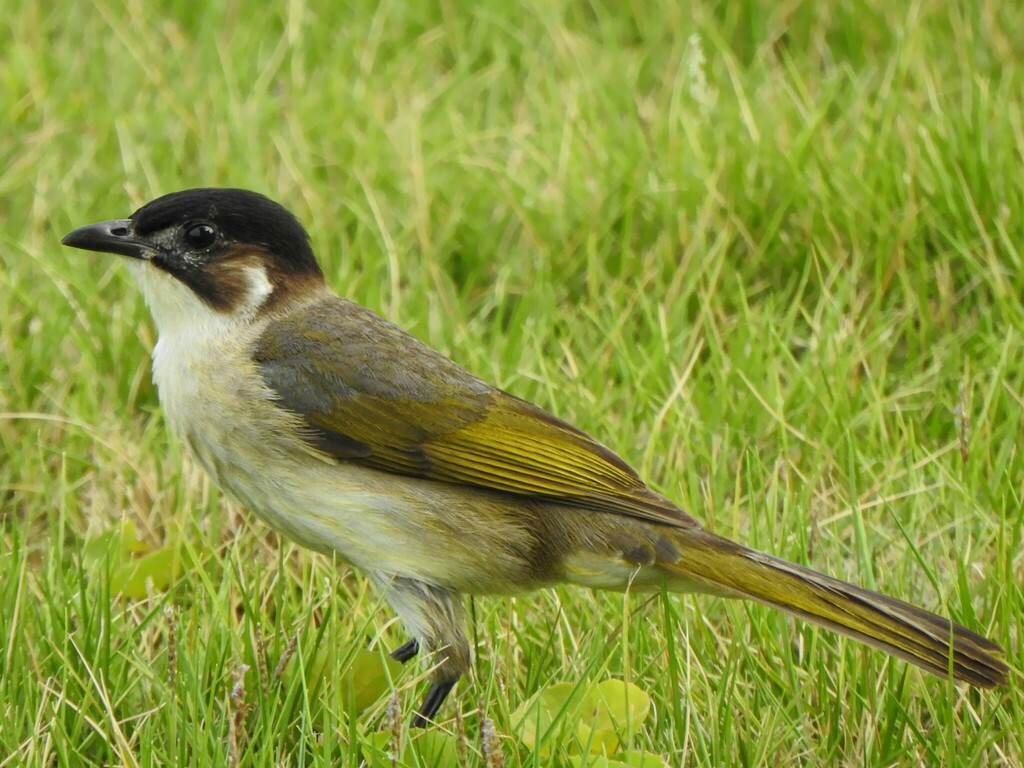 Pycnonotus sinensis hainanus from 中国广西壮族自治区南宁市武鸣区 on June 18, 2023 at ...