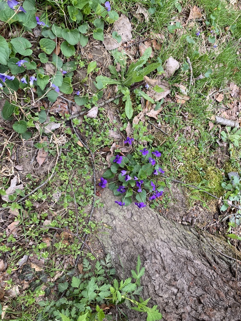 marsh blue violet from Warren Woods State Park, Three Oaks, MI, US on ...