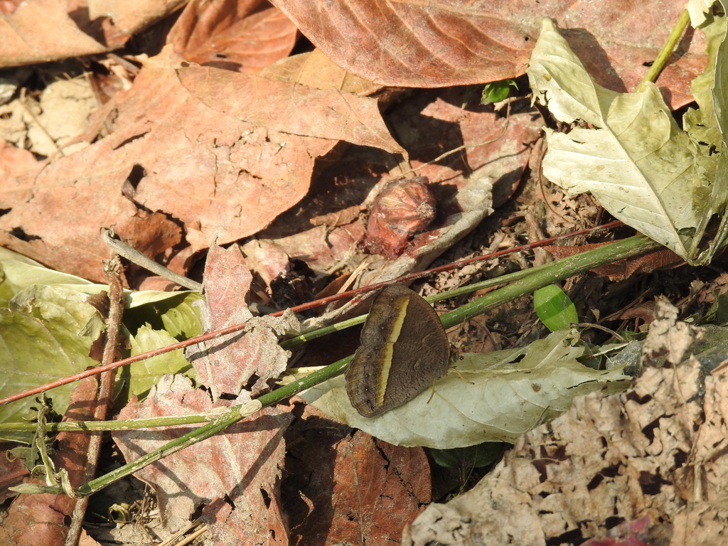 Telinga from Tadong, Gangtok, Sikkim 737102, India on March 31, 2024 at ...