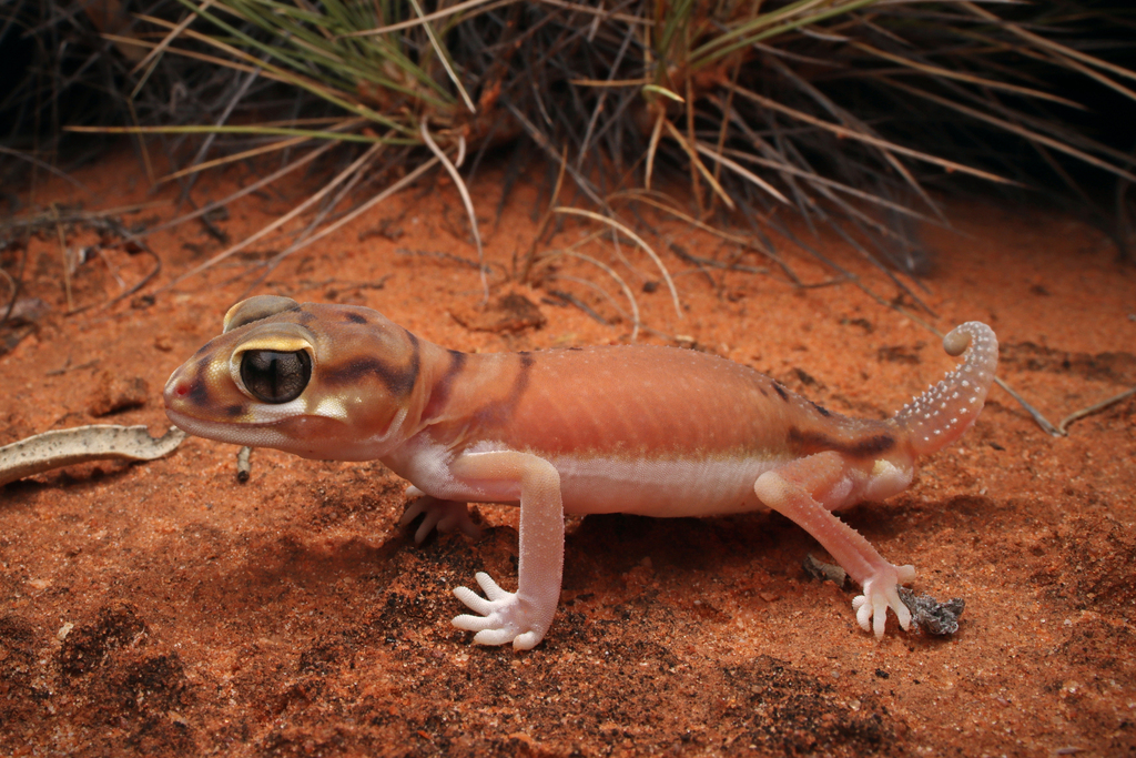 Smooth Knob-tailed Gecko in March 2024 by Connor Margetts · iNaturalist