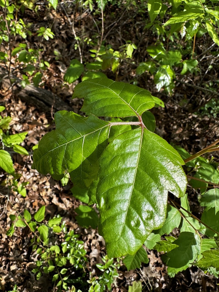 eastern poison ivy from Cedar Ridge Preserve, Dallas, TX, US on March ...