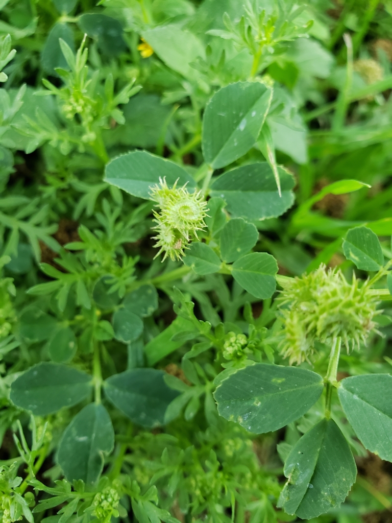 bur clover from Chihuahua, MX-CH, MX on April 27, 2019 at 08:35 AM by ...